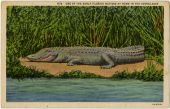Florida Memory • One of the early Florida natives at home in the ...