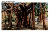 Florida Memory • Banyan tree - Miami, Florida.