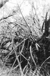 Florida Memory • Epiphytic Harrisia simpsonii