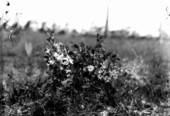 Florida Memory • Deeringothamnus, a new shrub, in flower